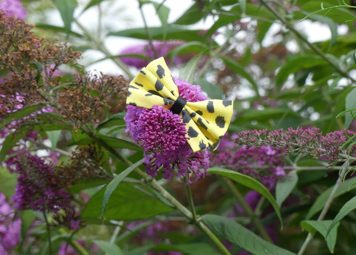 Dogs Trust Freedom Butterfly | Bowjangle